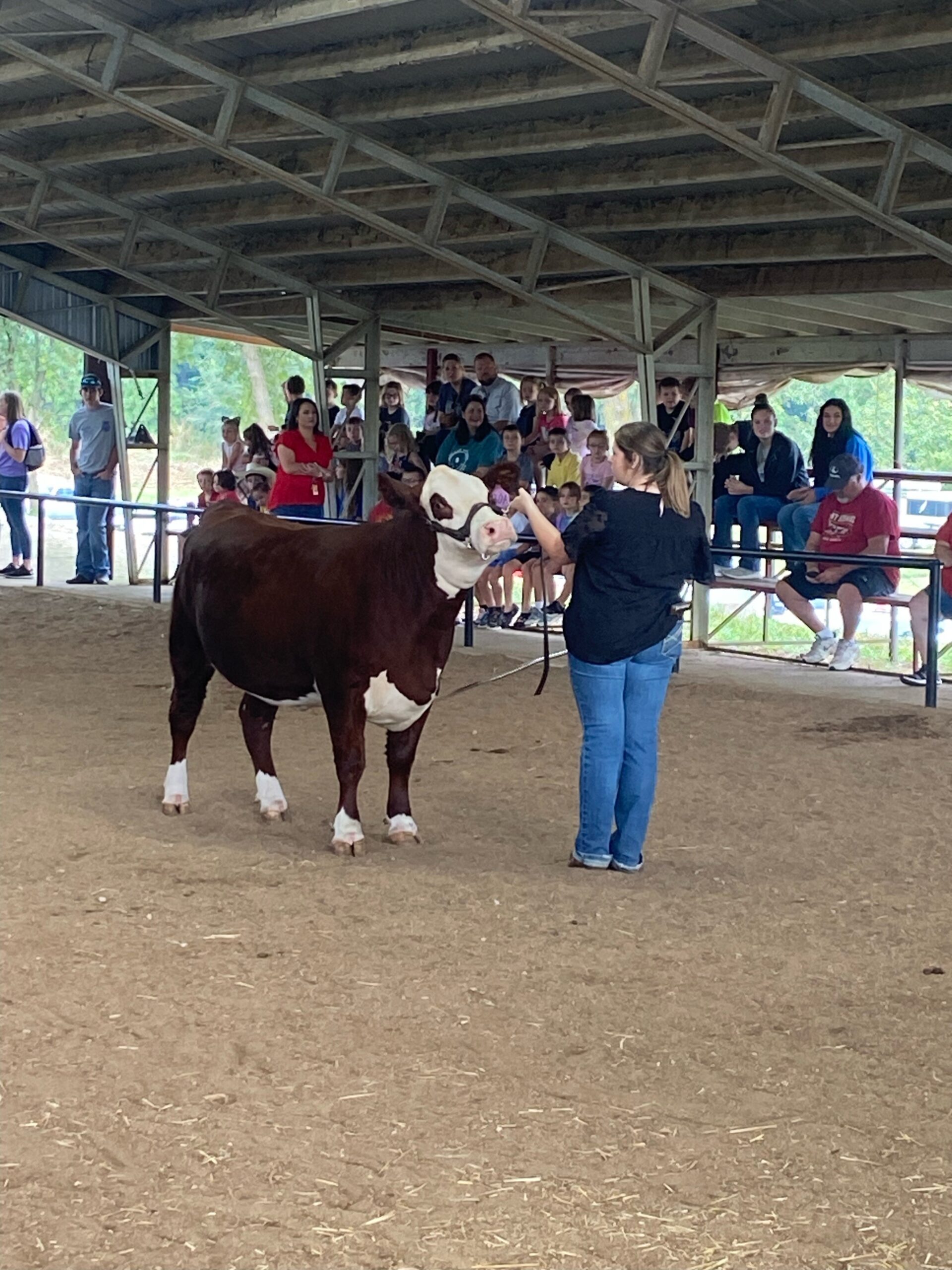 Photo Galleries | Rafter T Herefords