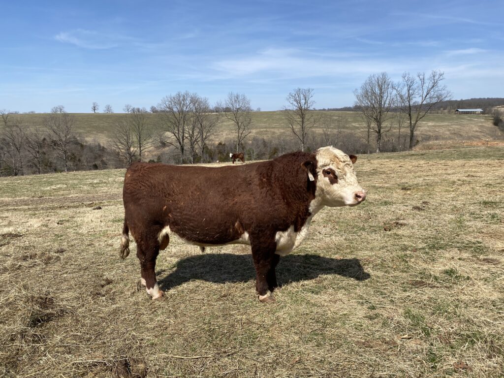 Rafter T Herefords | The BEST Beef