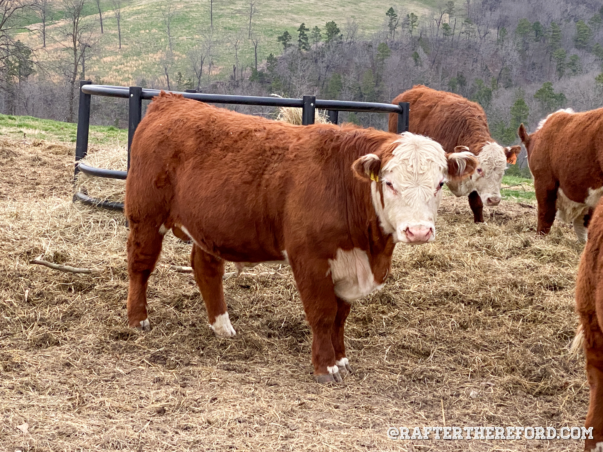 Rafter T Ranch | Arkansas Hereford and Black Hereford Cattle