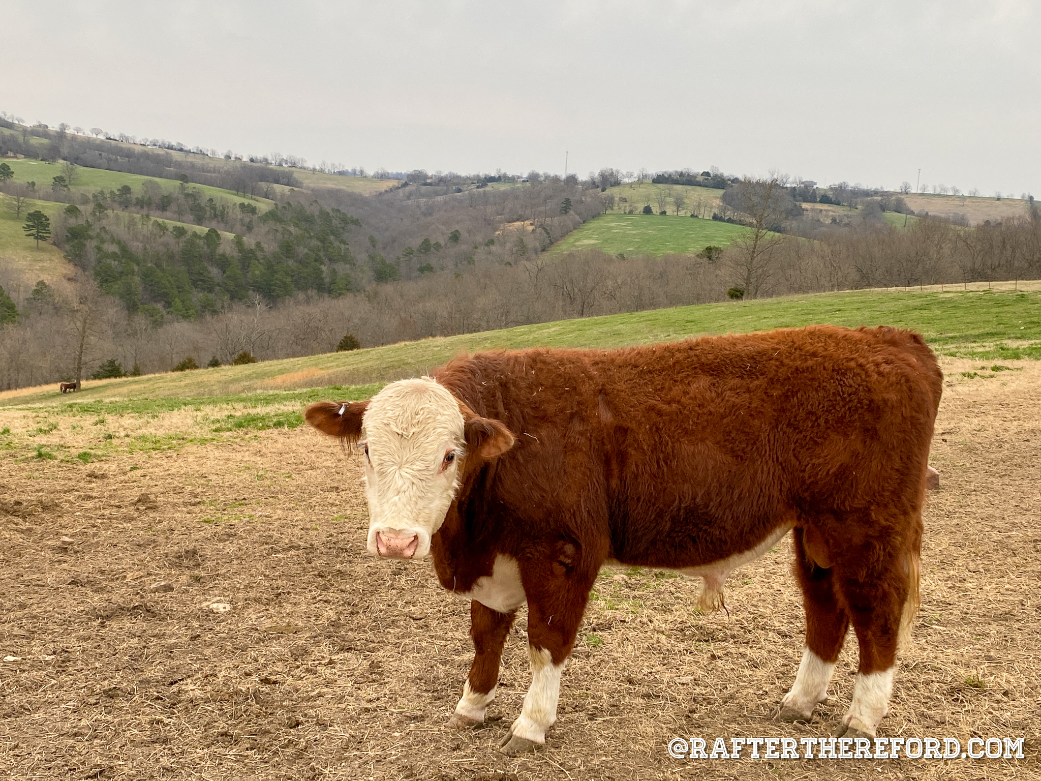 Rafter T Ranch | Arkansas Hereford and Black Hereford Cattle