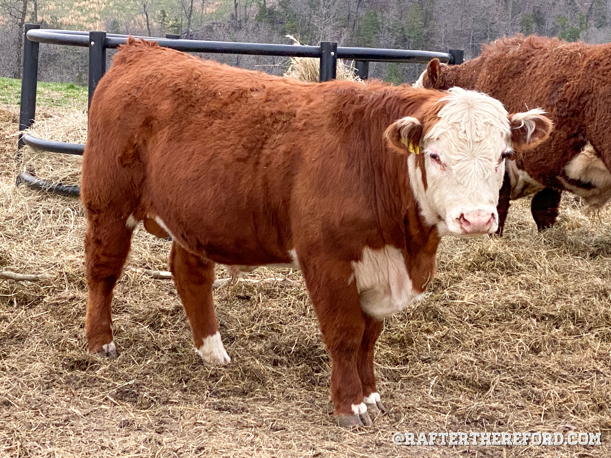 Rafter T Ranch | Arkansas Hereford and Black Hereford Cattle